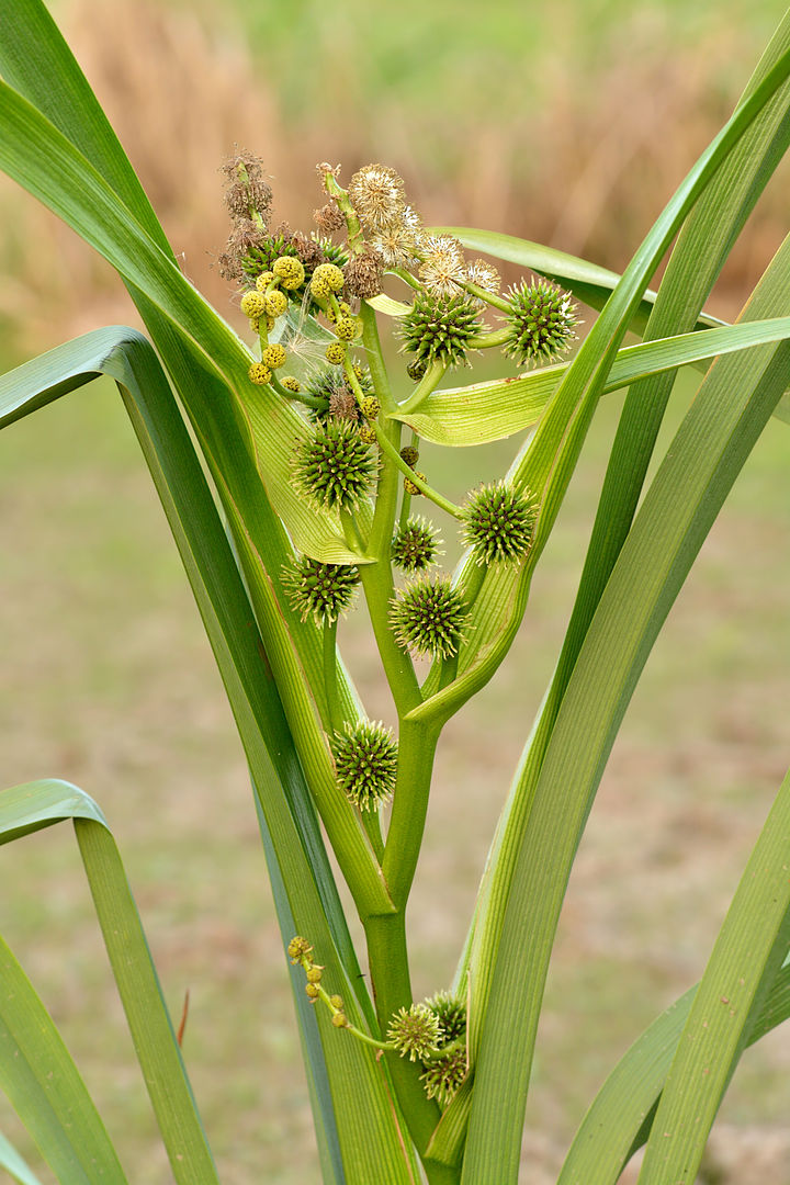 Sparganium erectum – ágas békabuzogány – Tőzegmoha